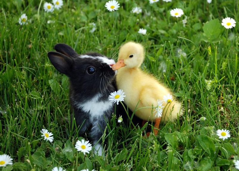 Ducks, Bunnies and Marshmallow Peeps