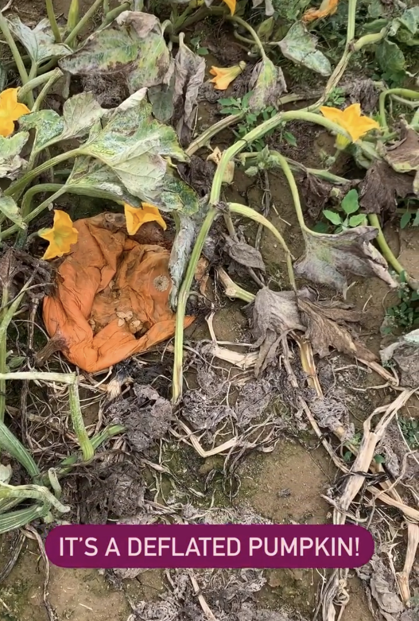 Pumpkin Pics and Corn Maze Anxiety? Yup, It's Fall.
